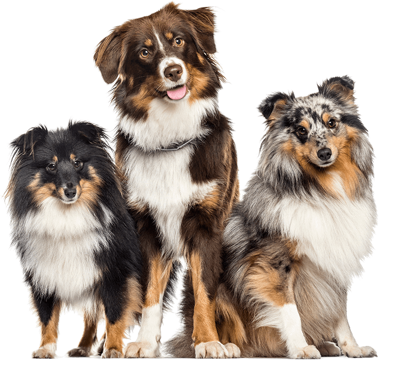 Expert Dog Training In Connecticut - Steve Good Dog